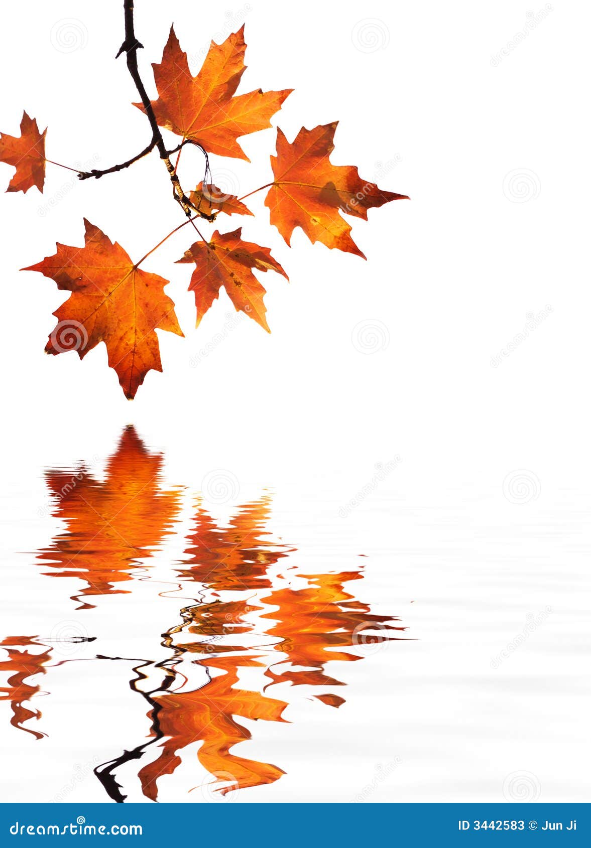 Red Maple Leaves Reflection Stock Image - Image of leaves, reflection ...