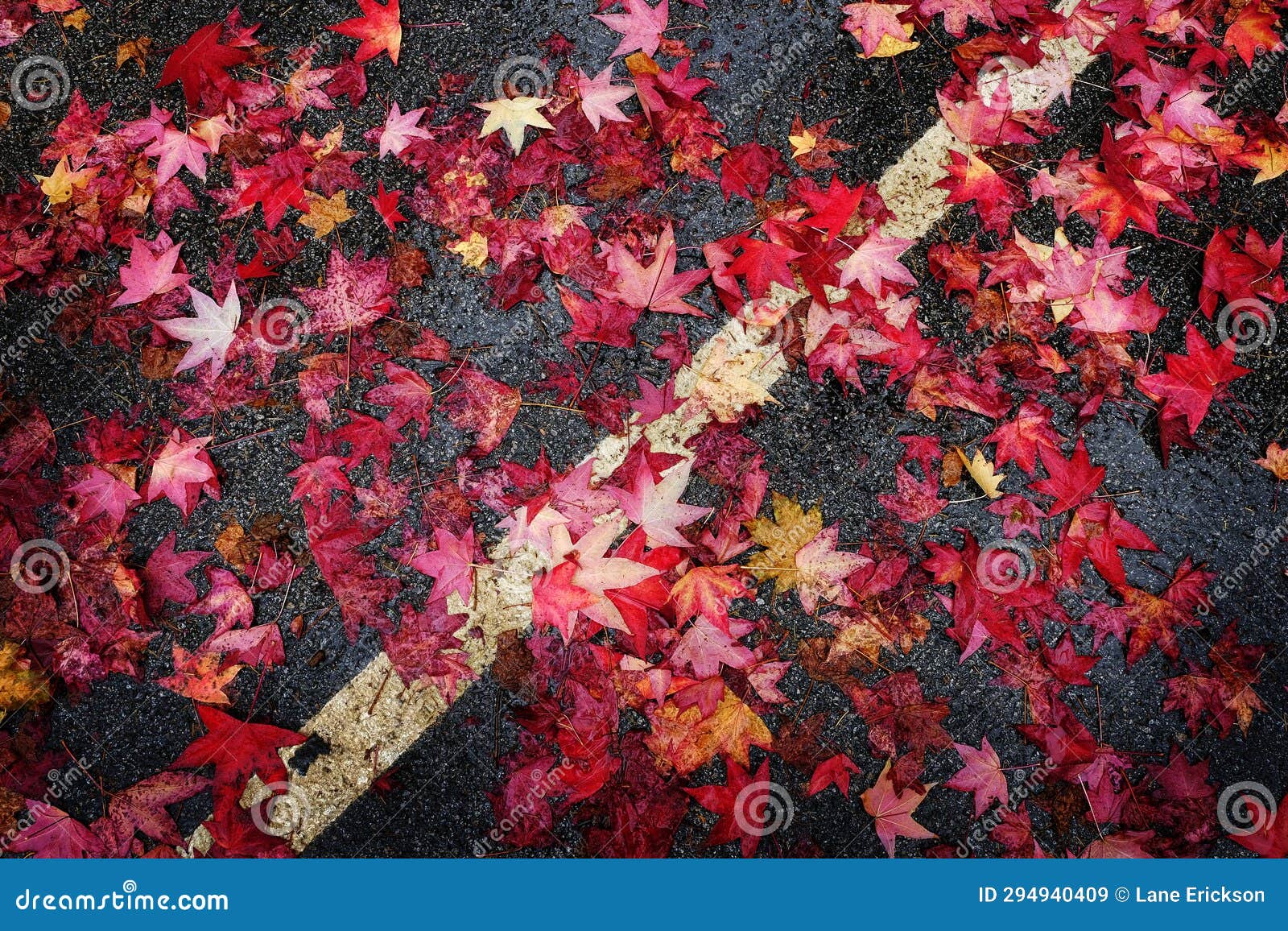 Red Maple Leaves on Road Wet with Rain Drops from Storm Stock Image ...