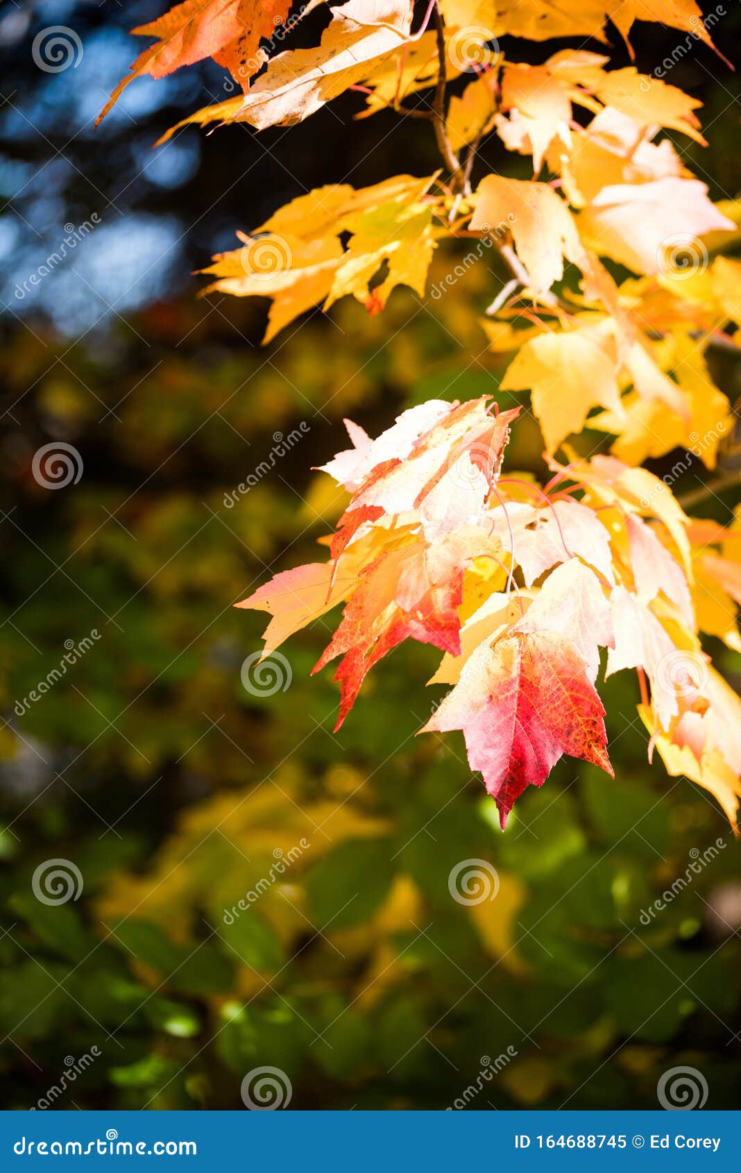 Red Maple Leaves side stock image. Image of beauty, canada - 164688745