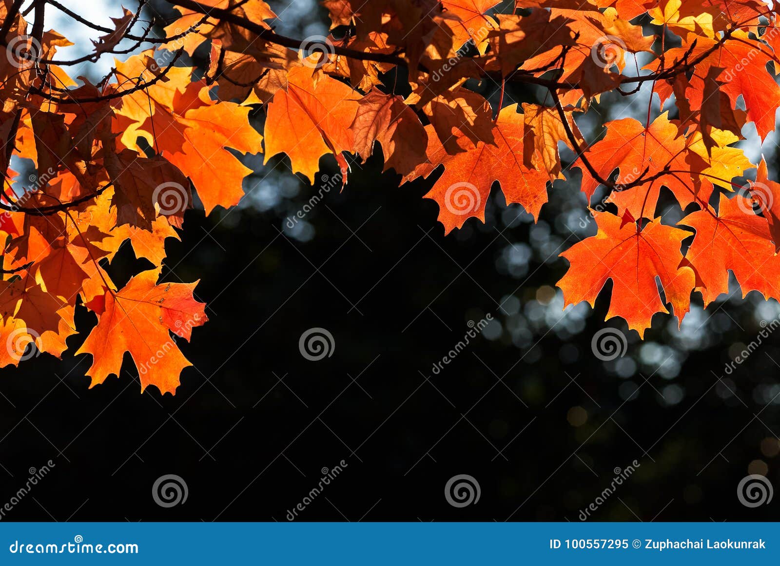 Red Maple Leaves with Side Lighting through on Dark Background and ...