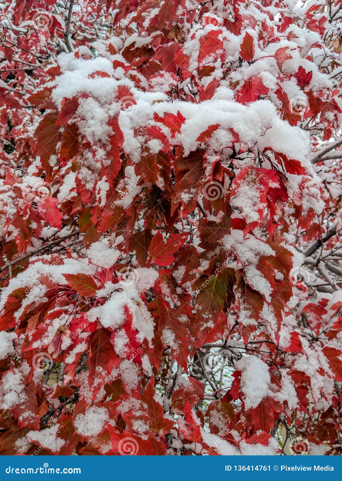 Snow Covered Red Maple Leaves Stock Image - Image of fresh, covered ...