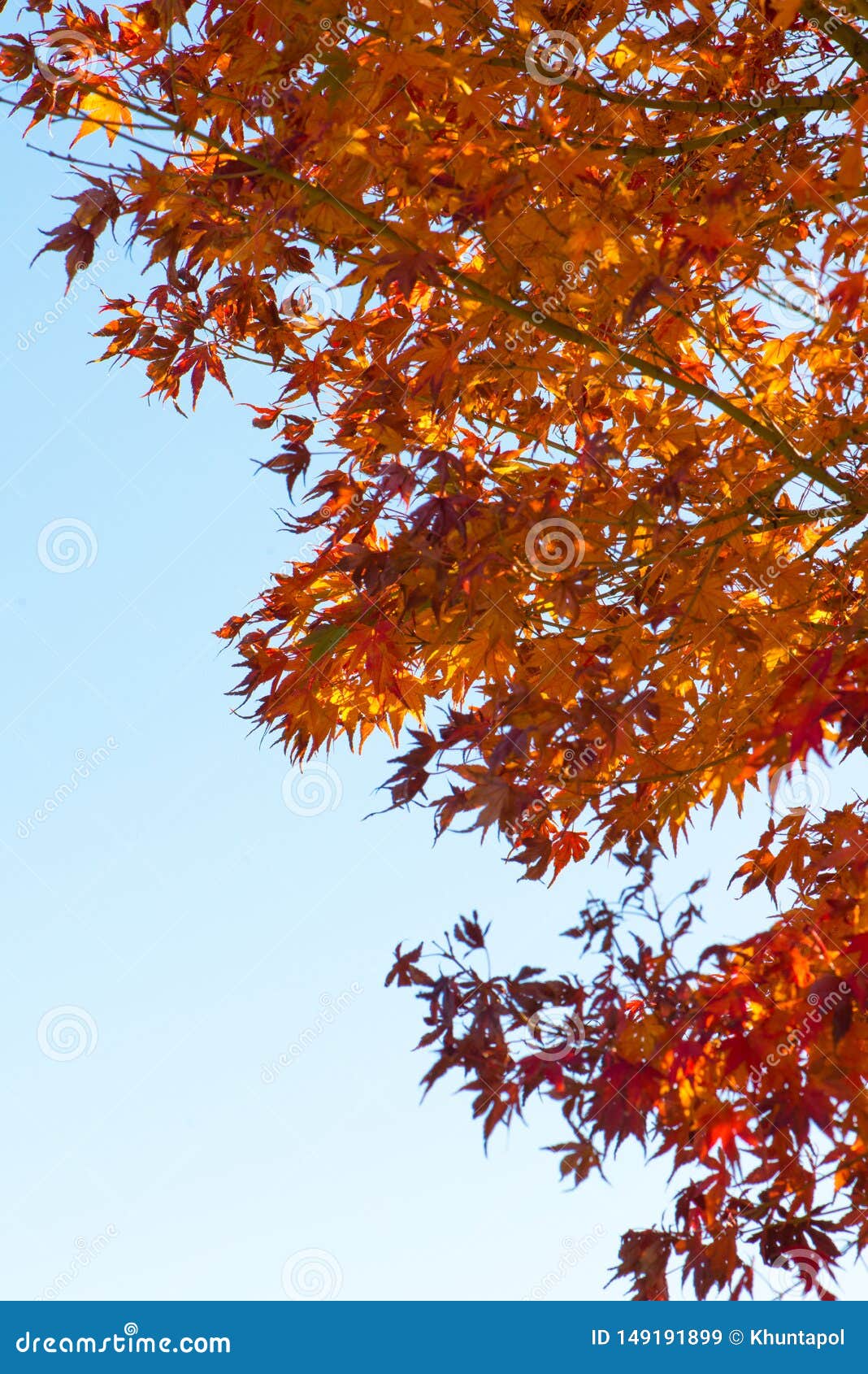 Red Maple Leaves on Tree in Autunm Season Stock Image - Image of ...