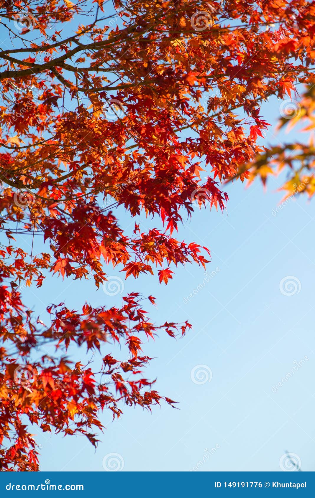 Red Maple Leaves on Tree in Autunm Season Stock Photo - Image of color ...