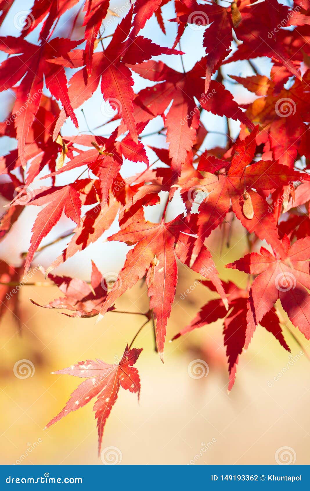 Red Maple Leaves on Tree in Autunm Season Stock Photo - Image of forest ...
