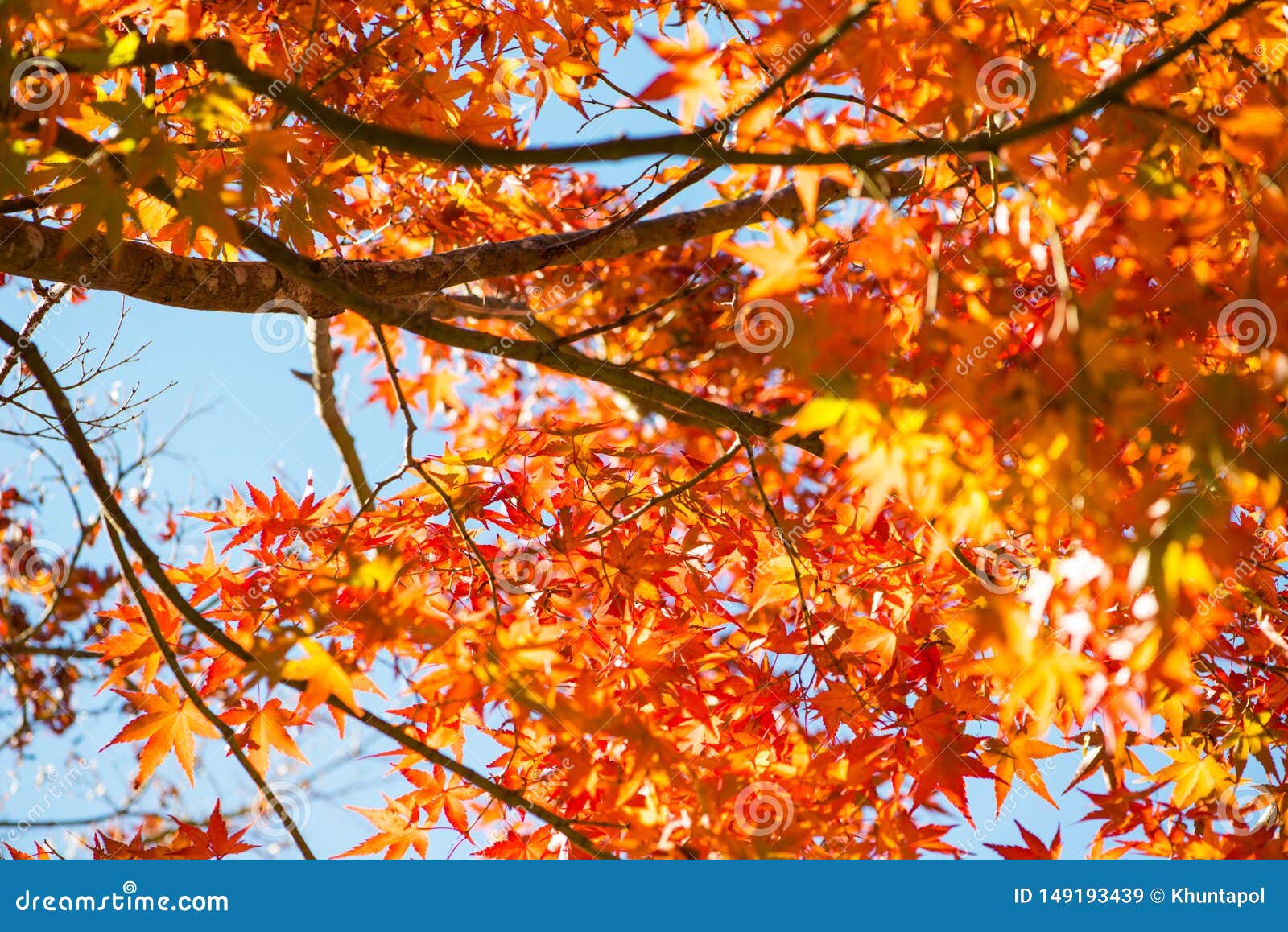 Red Maple Leaves on Tree in Autunm Season Stock Image - Image of forest ...
