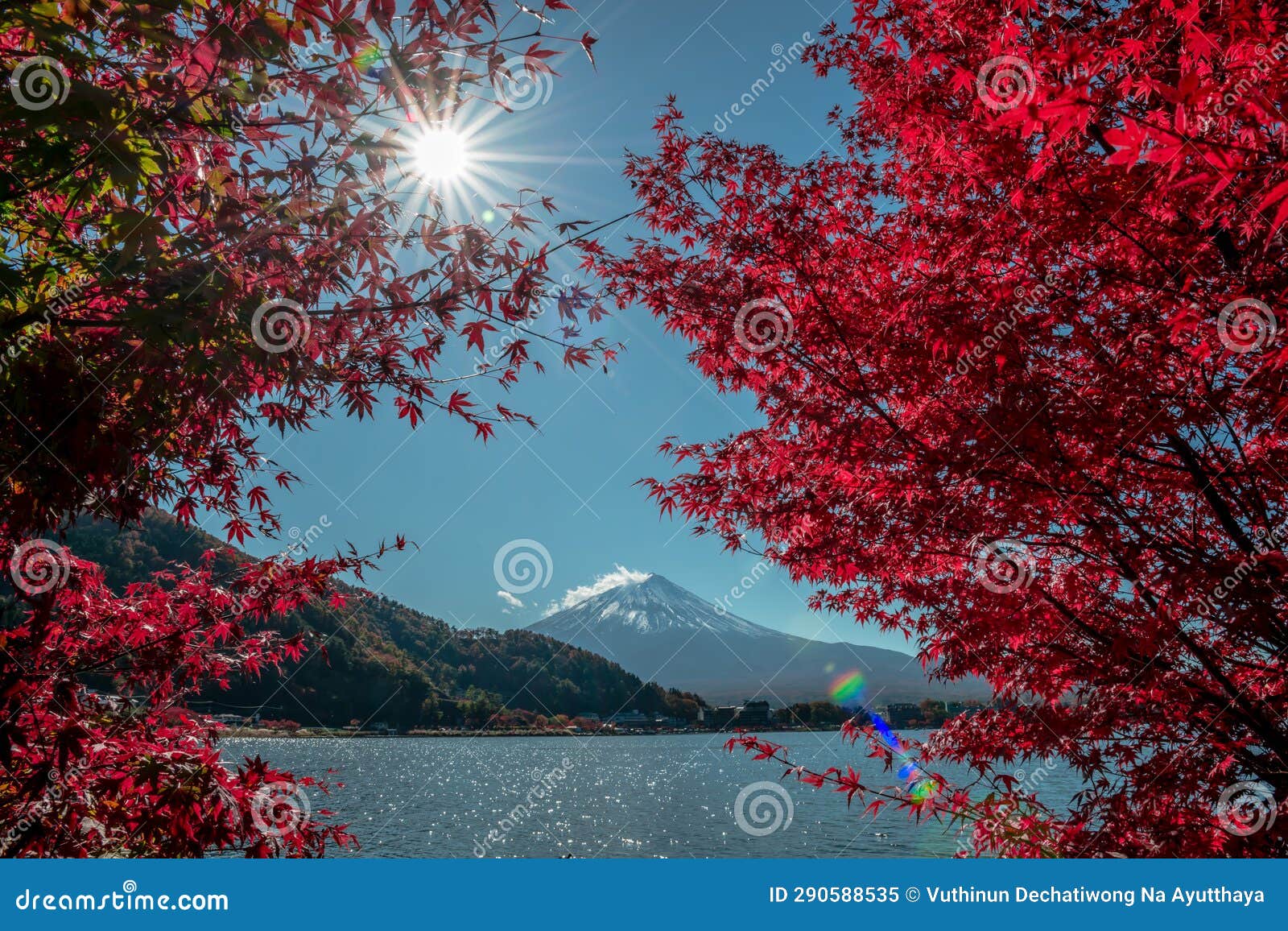 Red Maple Leaves on the Tree with Background View of Mount Fuji in ...