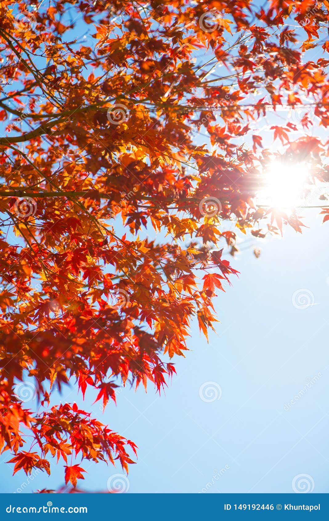 Red Maple Leaves on Tree in Autunm Season Stock Photo - Image of beauty ...