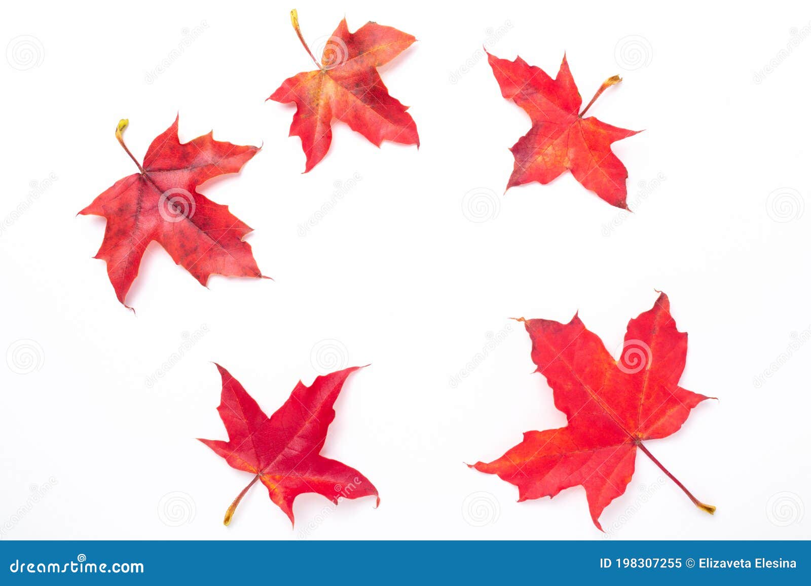 Red Maple Leaves on White Background Stock Image - Image of backdrop ...
