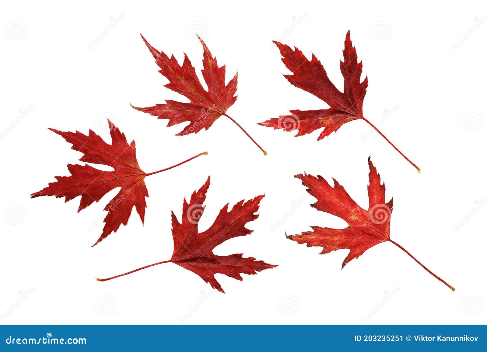 Red Maple Leaves on White Background, Isolated, Close-up Stock Image ...
