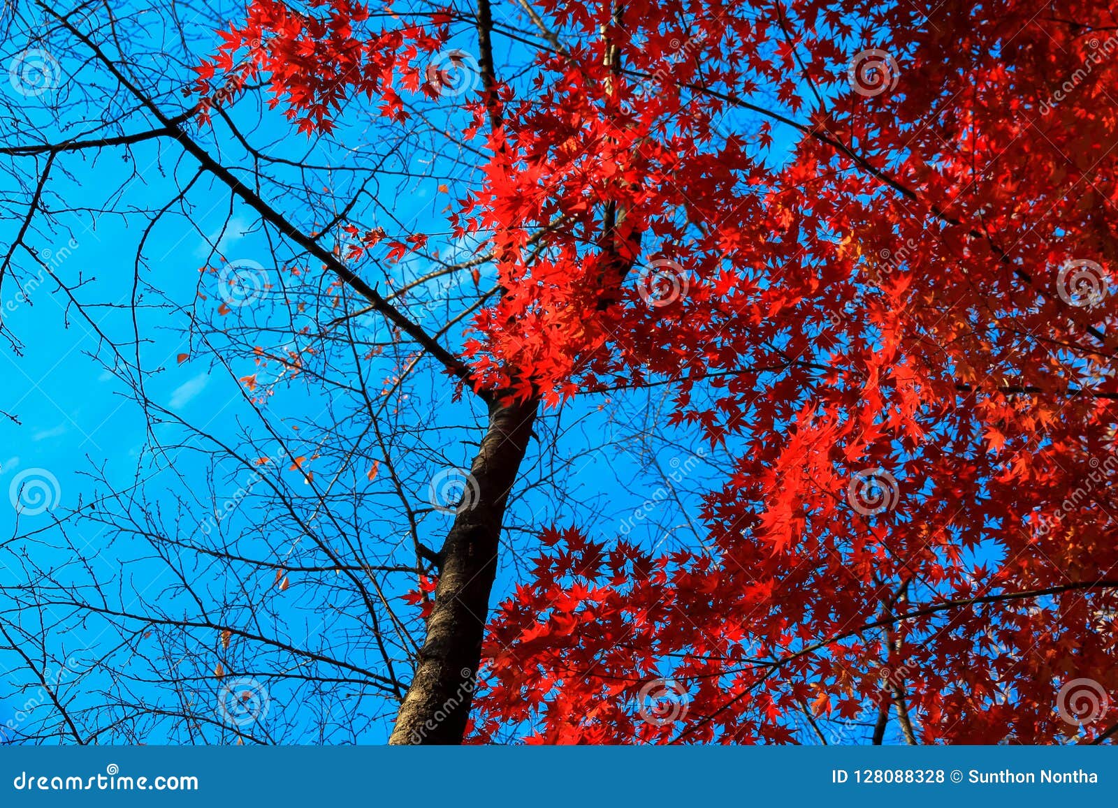 Red Maple Leaves in the Winter are Blue Sky As the Background. Stock ...