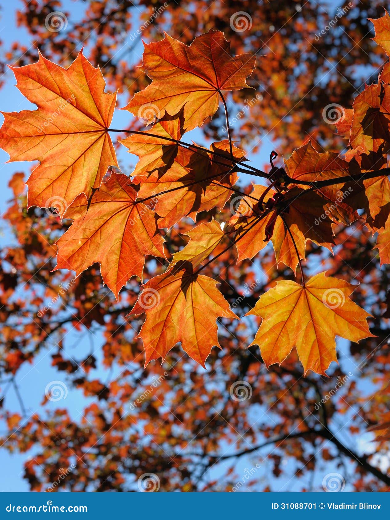 Red maple leaves stock image. Image of maple, tree, nature - 31088701