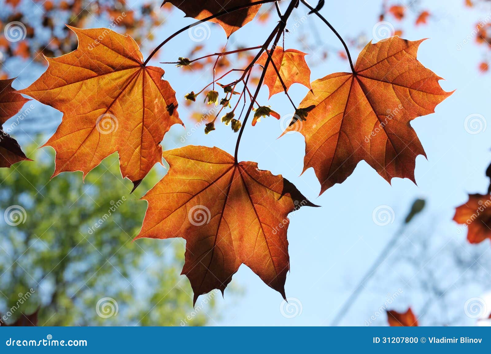 Red maple leaves stock photo. Image of maple, young, nature - 31207800