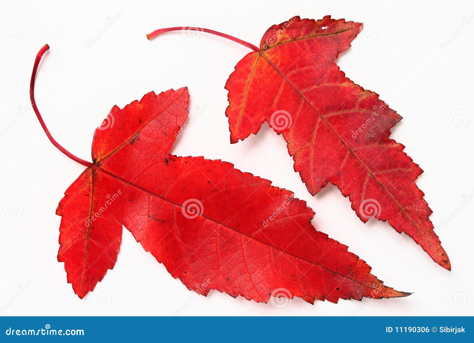 Red maple leavs stock photo. Image of variety, closeup - 11190306
