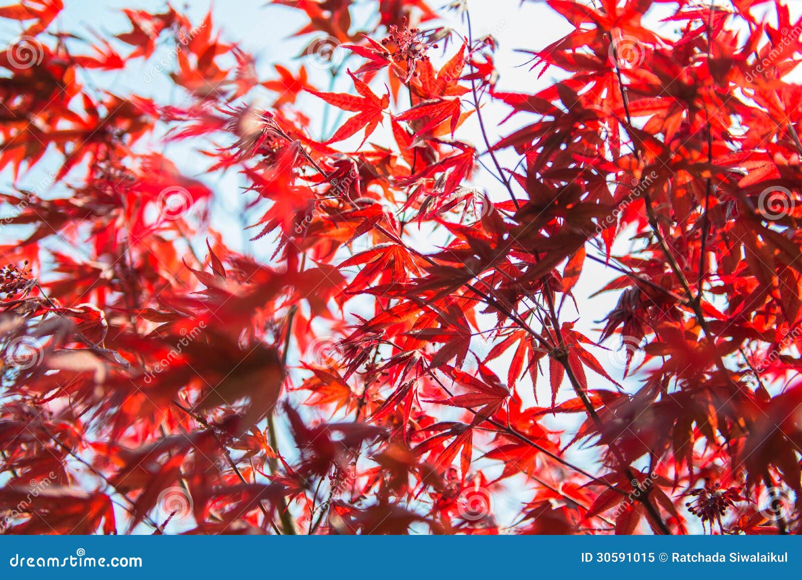 Red maple stock image. Image of maple, garden, japan - 30591015