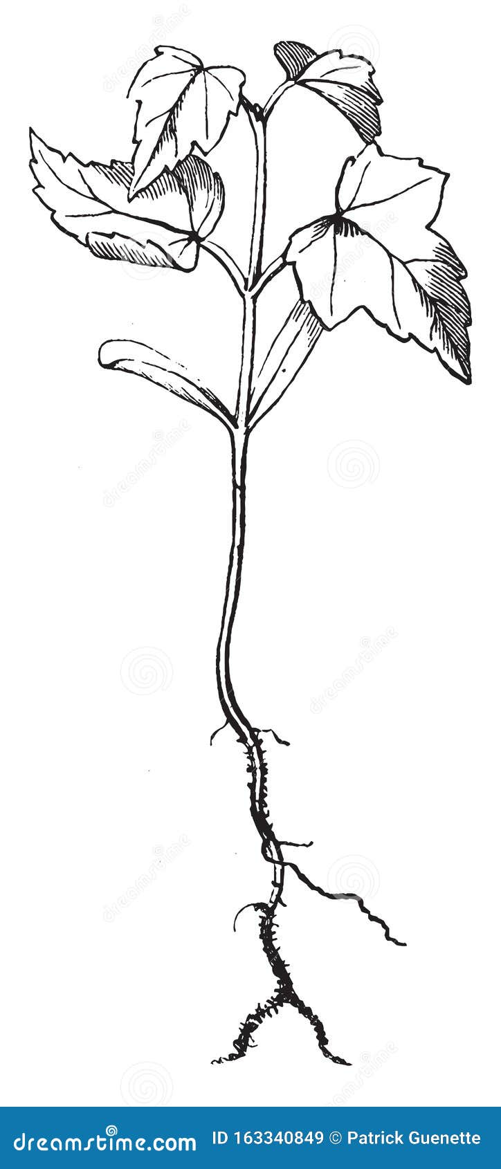 Red Maple Seedling Vintage Illustration Stock Vector - Illustration of ...