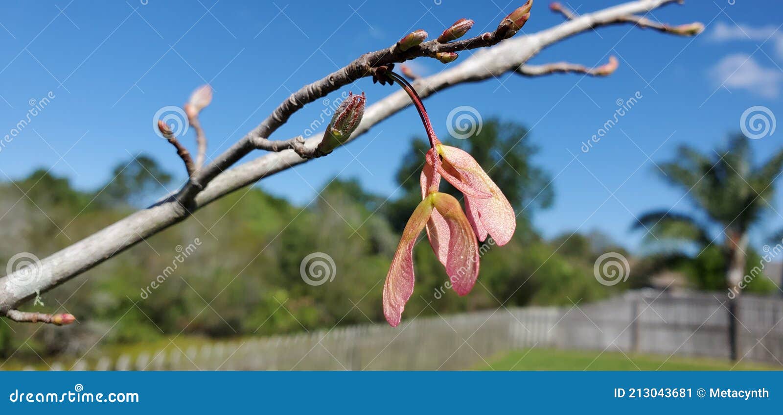 Red maple seedlings stock image. Image of acer, florida - 213043681