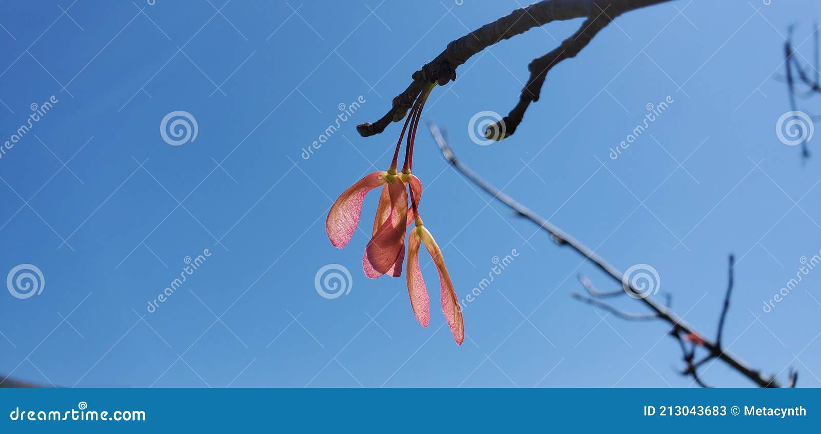 Red Maple Seedlings on Tree Florida Backyard Blue Sky Stock Image ...