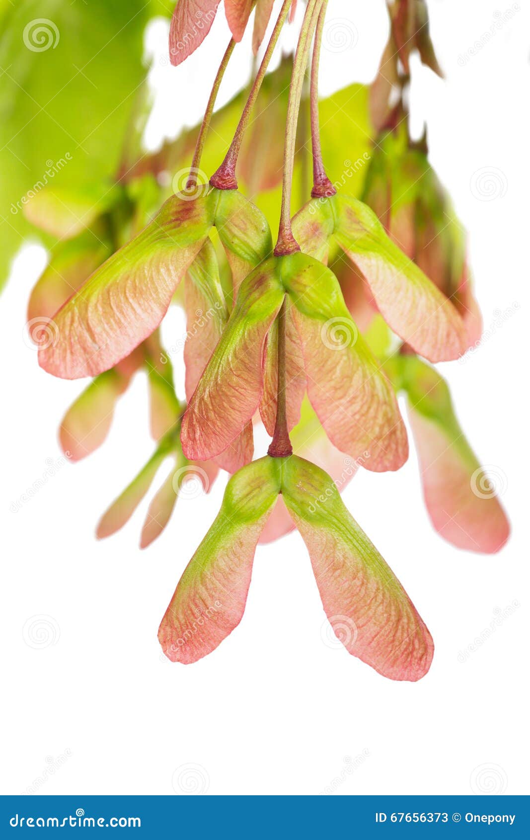 Red Maple Seeds stock image. Image of light, flora, detail - 67656373