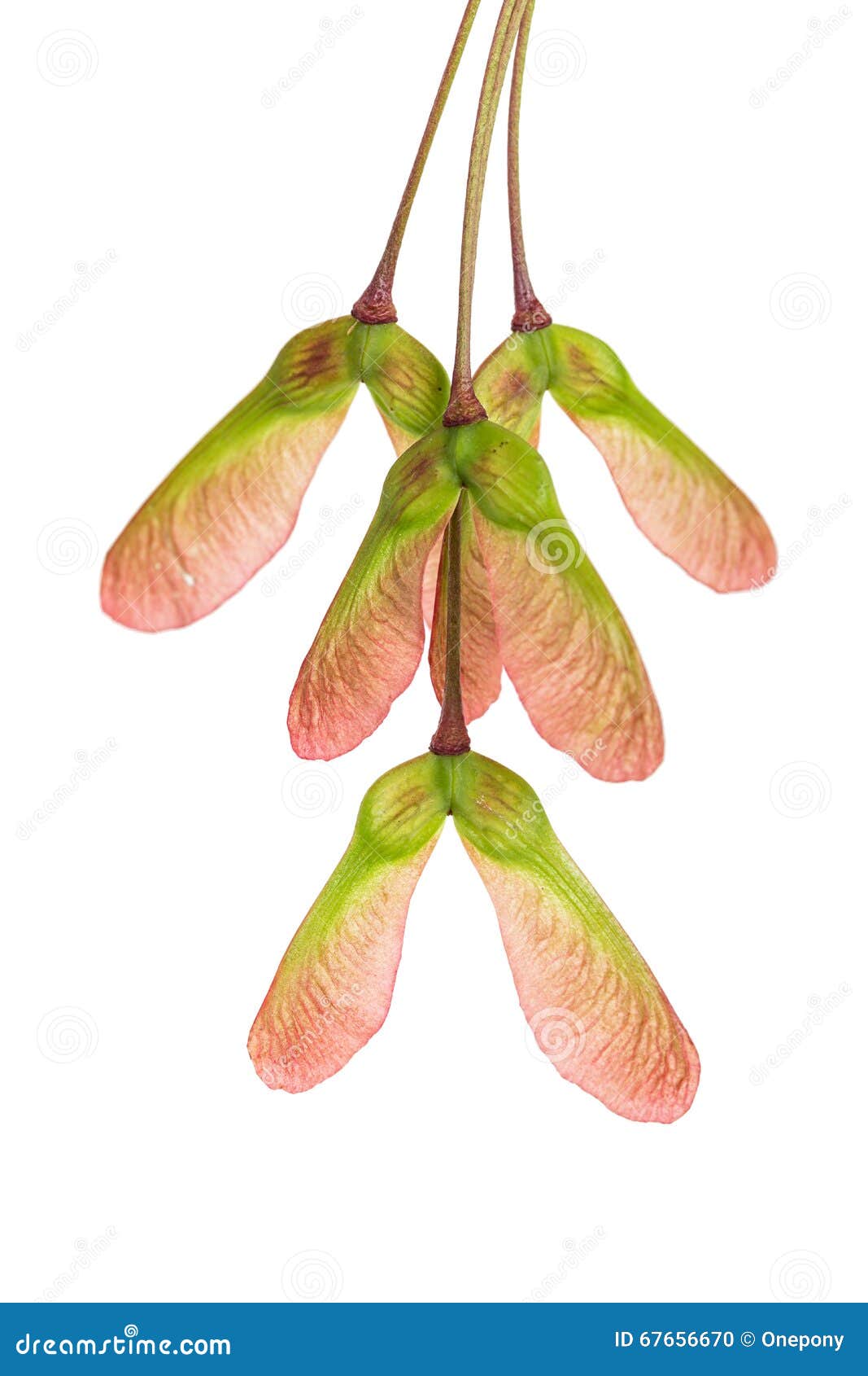Red Maple Seeds stock photo. Image of outdoor, light - 67656670