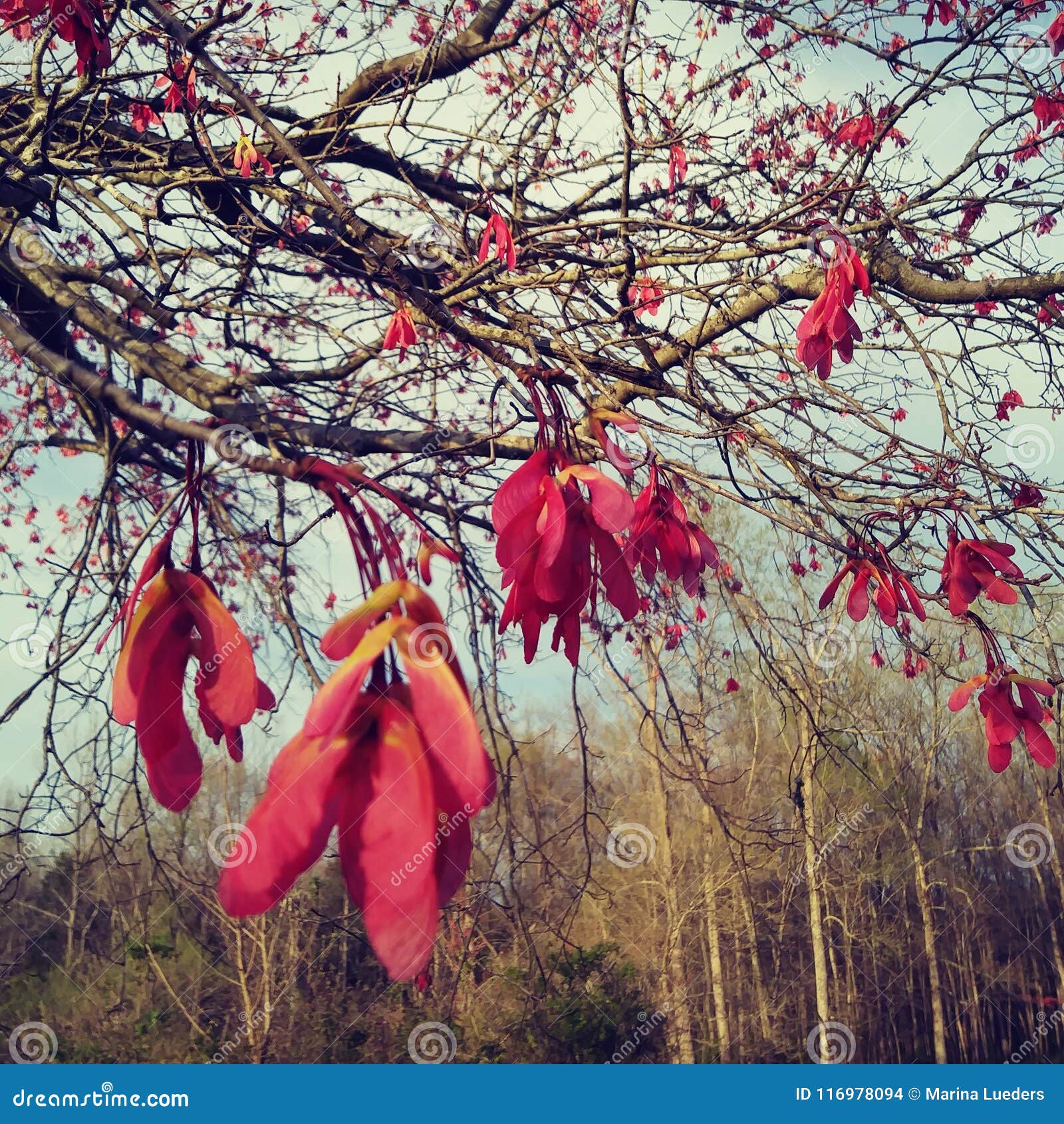 Early Spring Trees with Red Maple Seeds Stock Photo - Image of early ...
