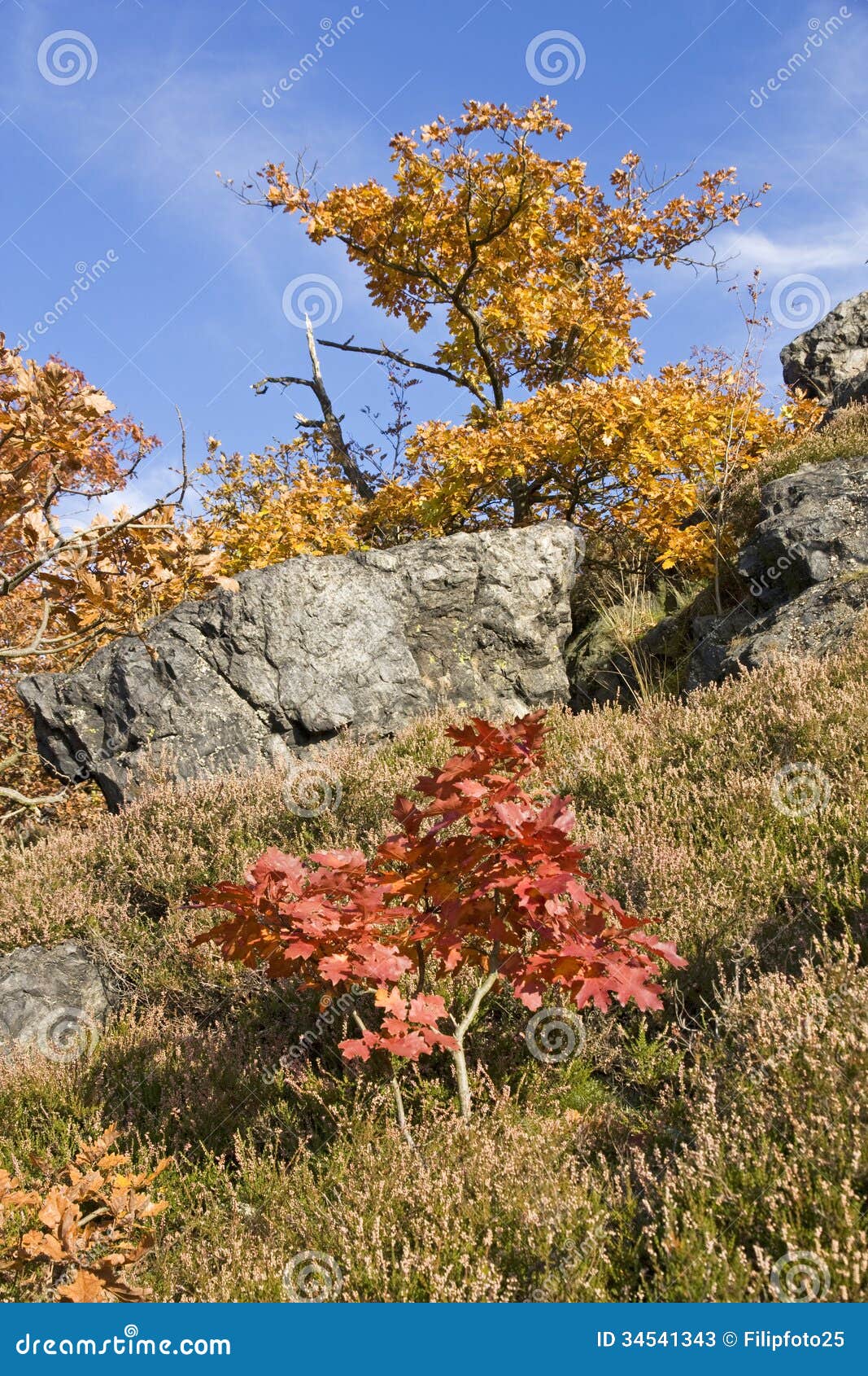 Red maple stock image. Image of focus, executive, maple - 34541343