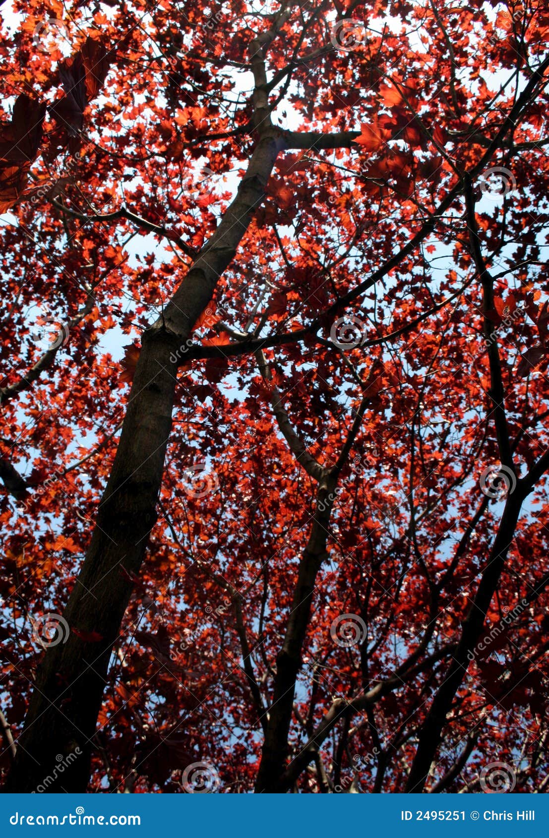Red Maple Splendor stock image. Image of botany, life - 2495251