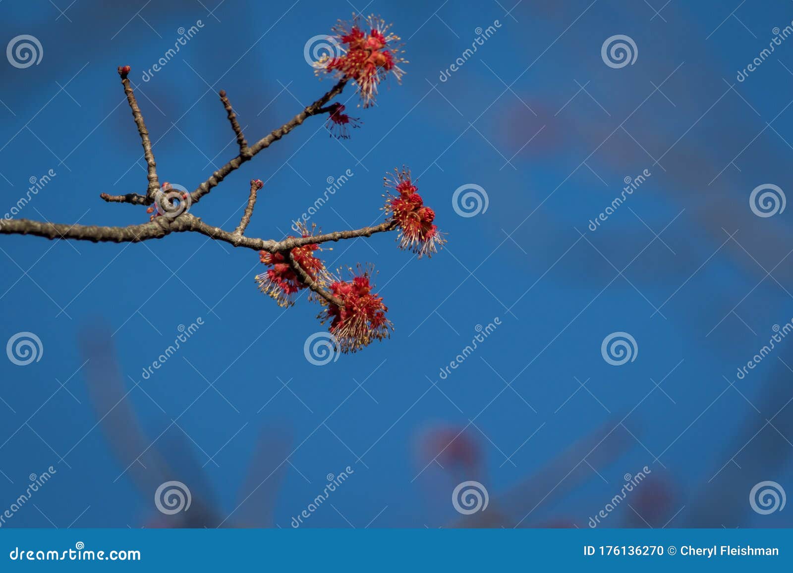 Red Maple Spring Flowering Buds Blue Sky Stock Photo - Image of ...
