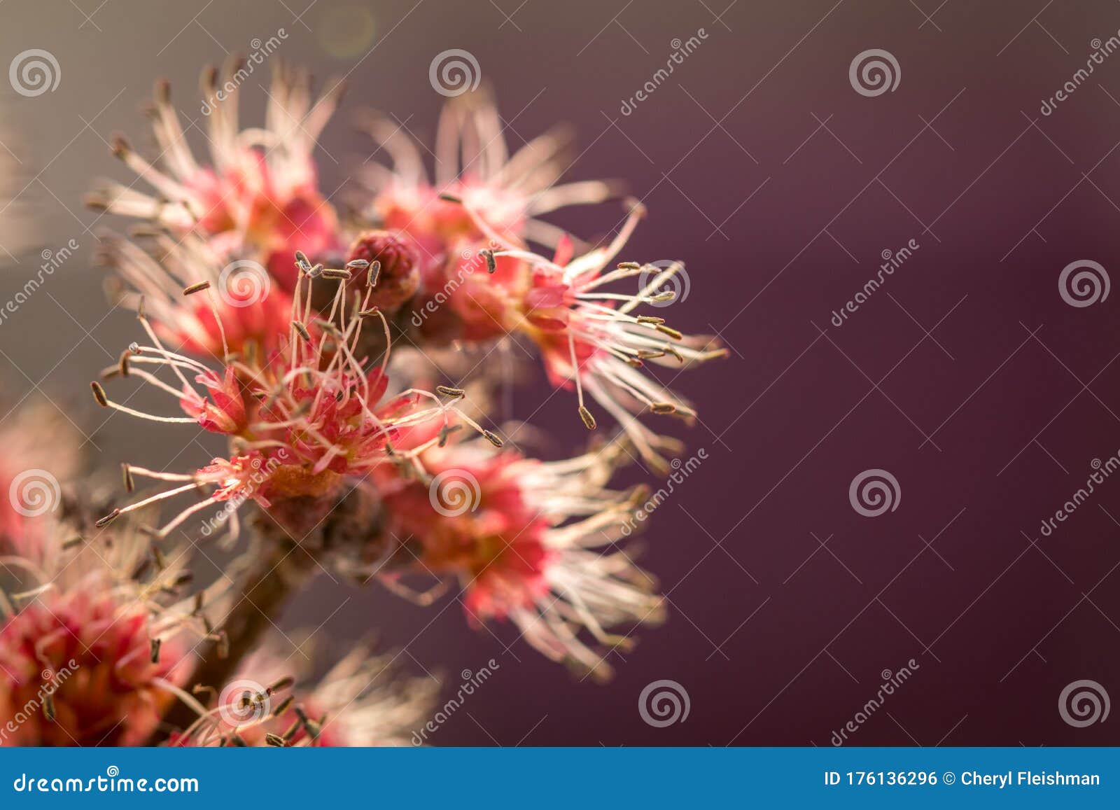 Red Maple Spring Flowering Buds Macro Closeup Selective Focus Stock ...