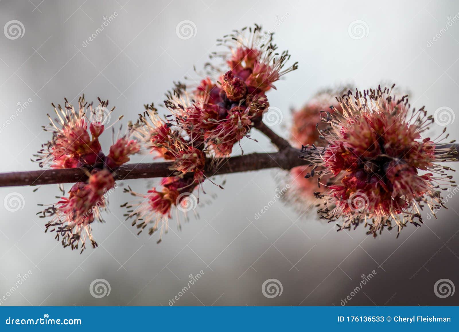 Red Maple Spring Flowering Buds Macro Closeup Selective Focus Stock ...