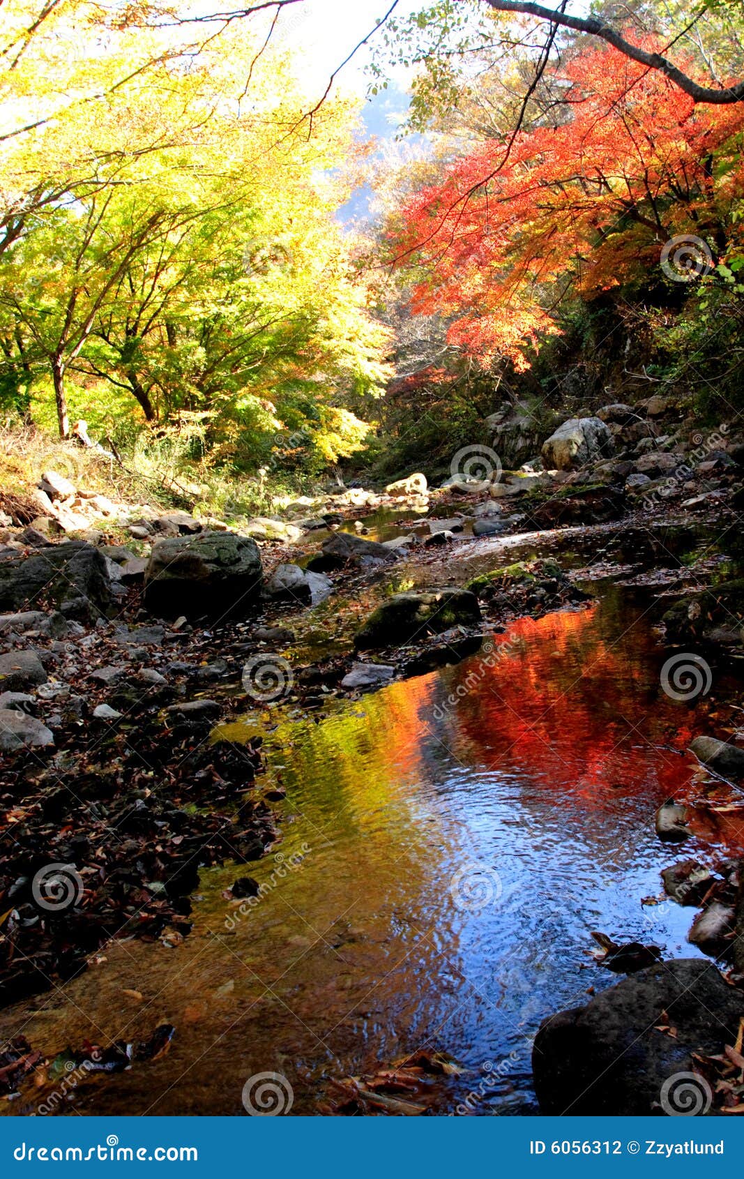 Red maple and stream stock photo. Image of south, korea - 6056312