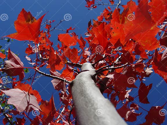 Red Maple Tree stock photo. Image of contact, tree, field - 3522