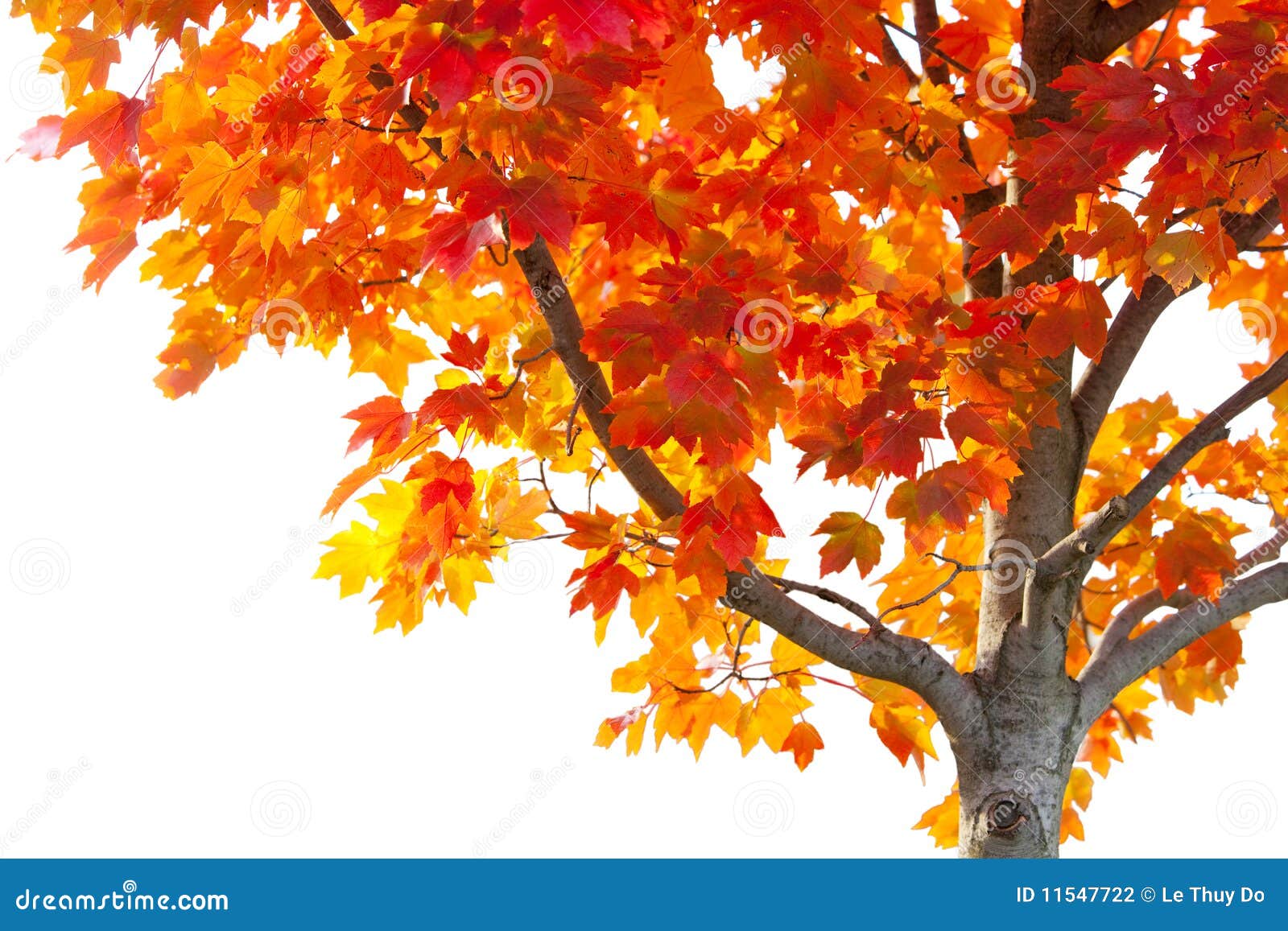Red Maple Tree stock photo. Image of seasonal, autumn - 11547722