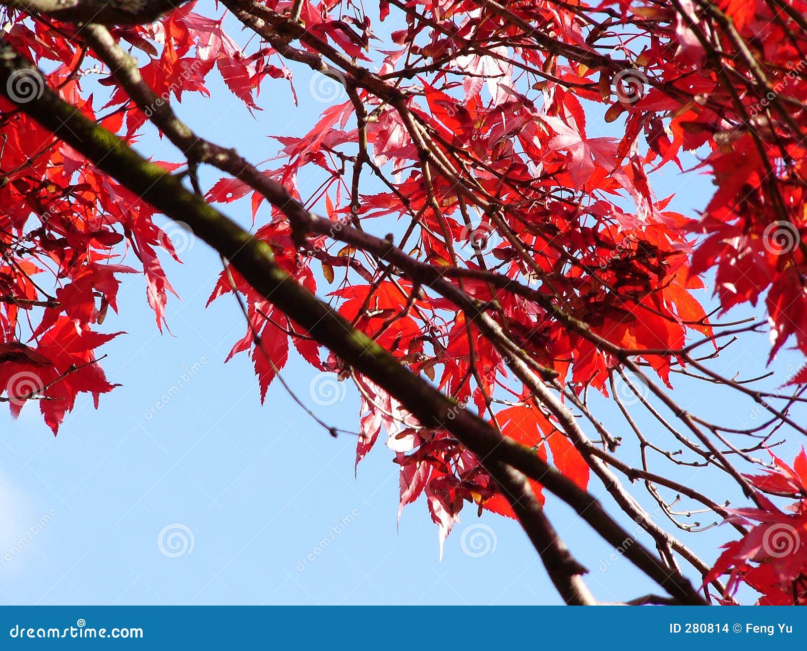 Red maple tree stock photo. Image of november, branch, firey - 280814