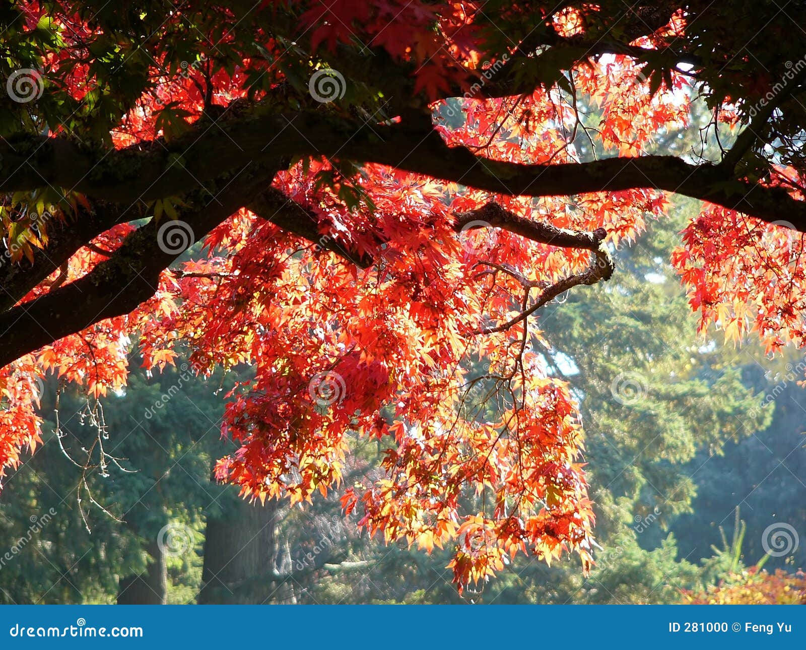 Red maple tree stock photo. Image of background, green - 281000