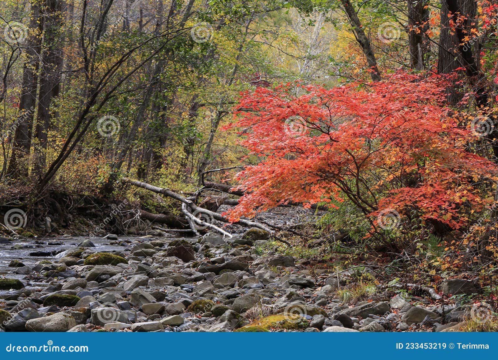 Red maple in the forest stock image. Image of maple - 233453219