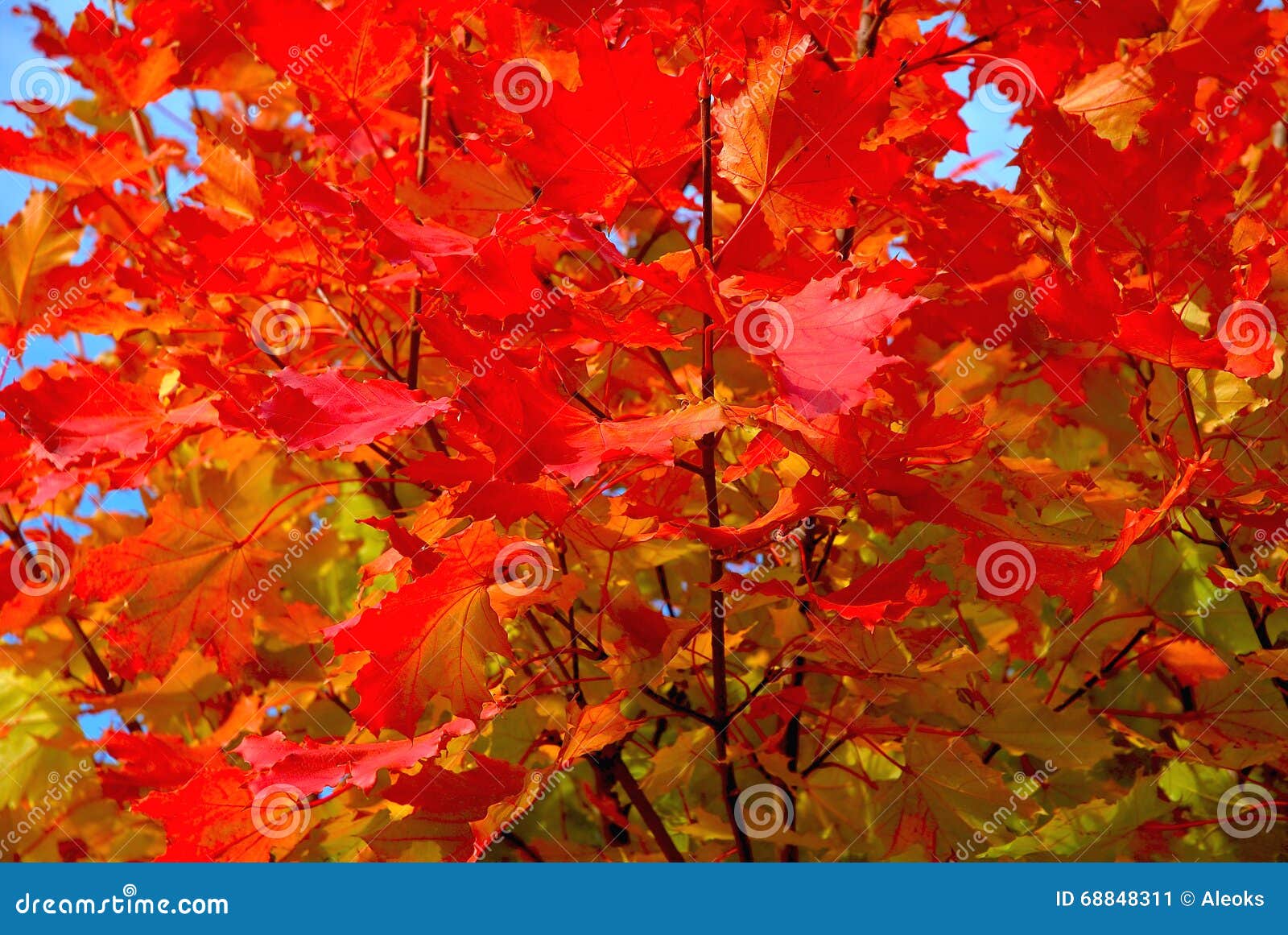 Red maple tree in autumn stock image. Image of botanical - 68848311