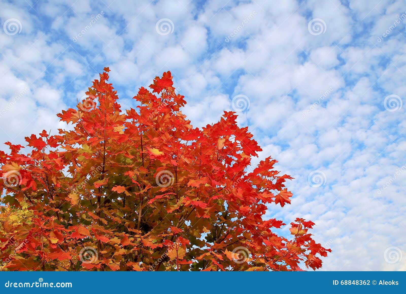 Red maple tree in autumn stock photo. Image of fall, maple - 68848362