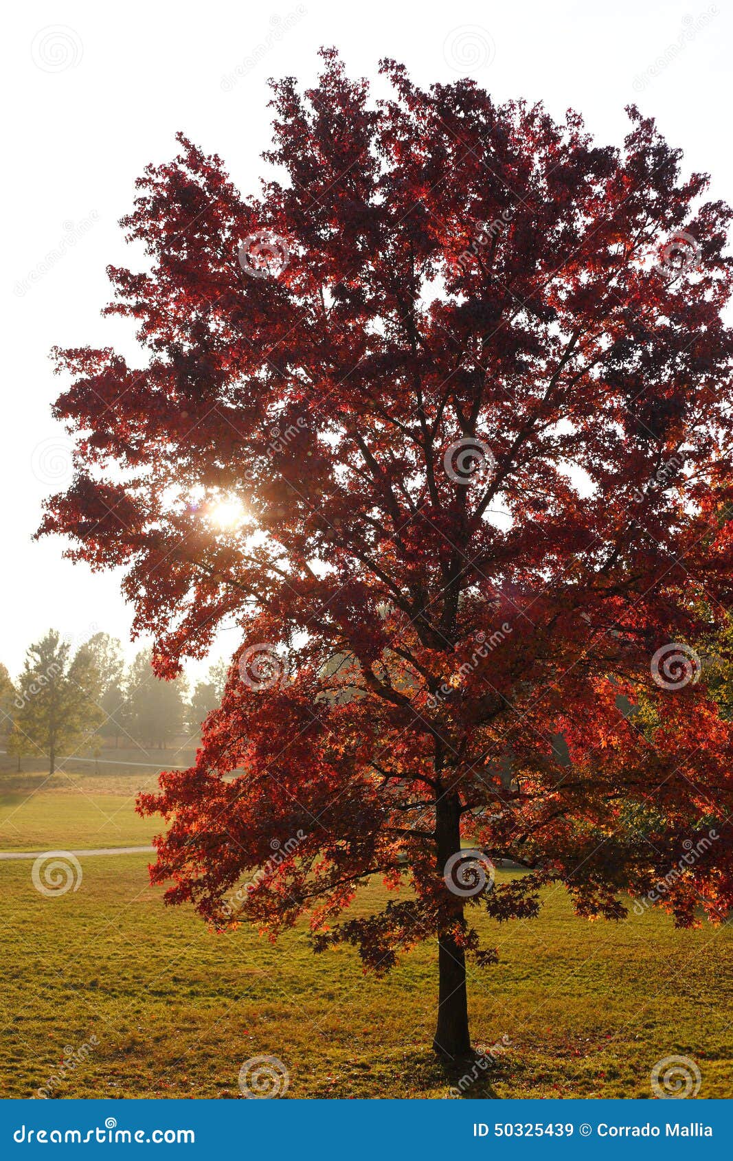 Red maple tree autumn stock image. Image of orange, environment - 50325439