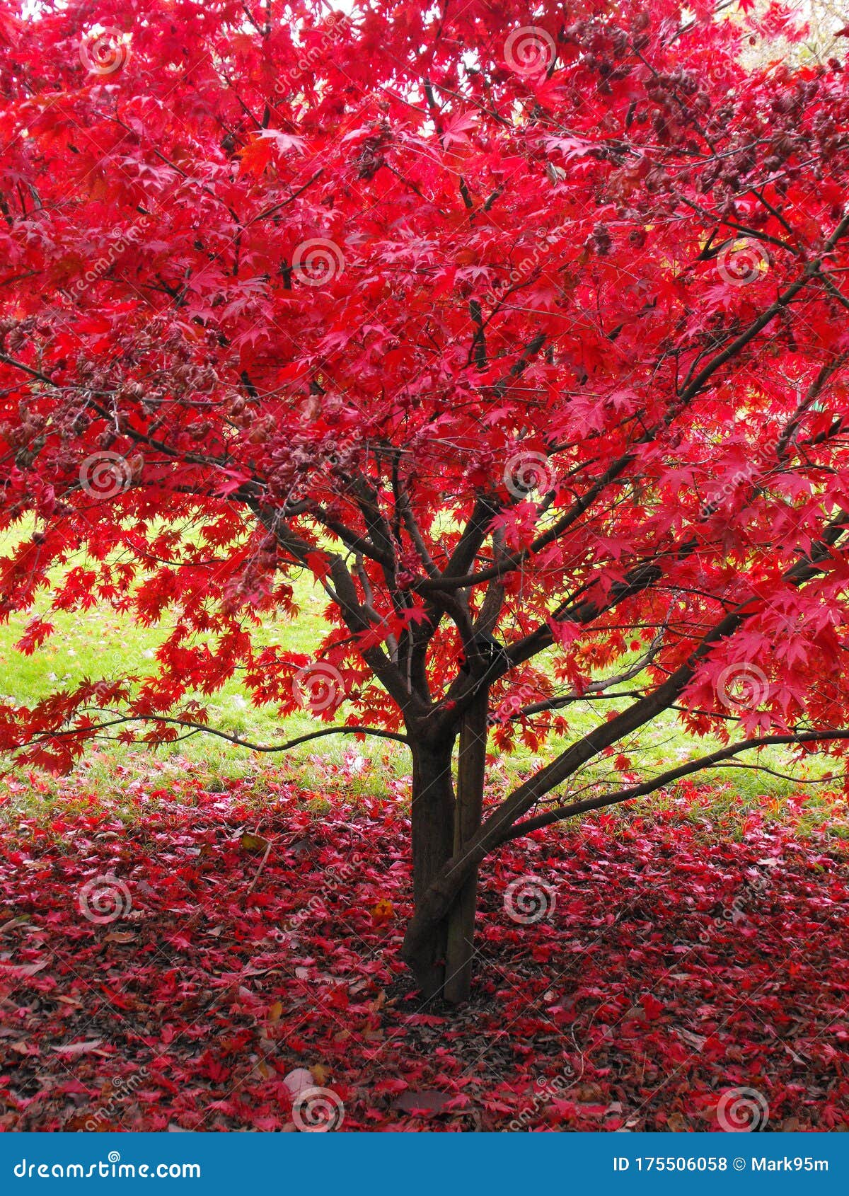 Red Maple Tree in Autumn stock photo. Image of tree - 175506058