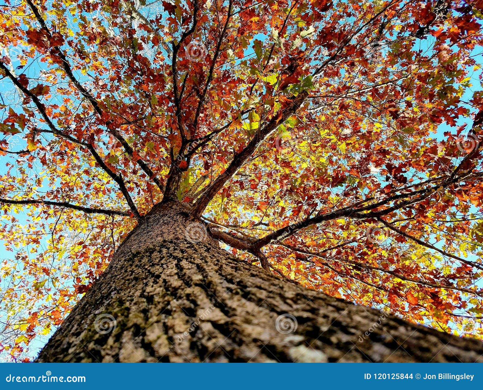 Red Maple Tree In Autumn Leaves With Grass And Blue Sky Picture. Image ...