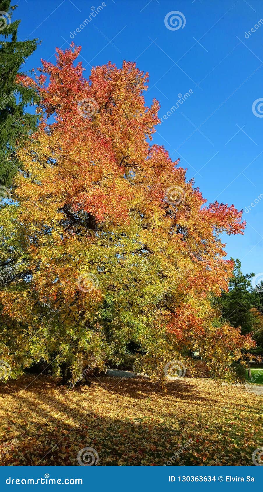 Red Maple Tree in Autumn Park Stock Photo - Image of natural, sunny ...