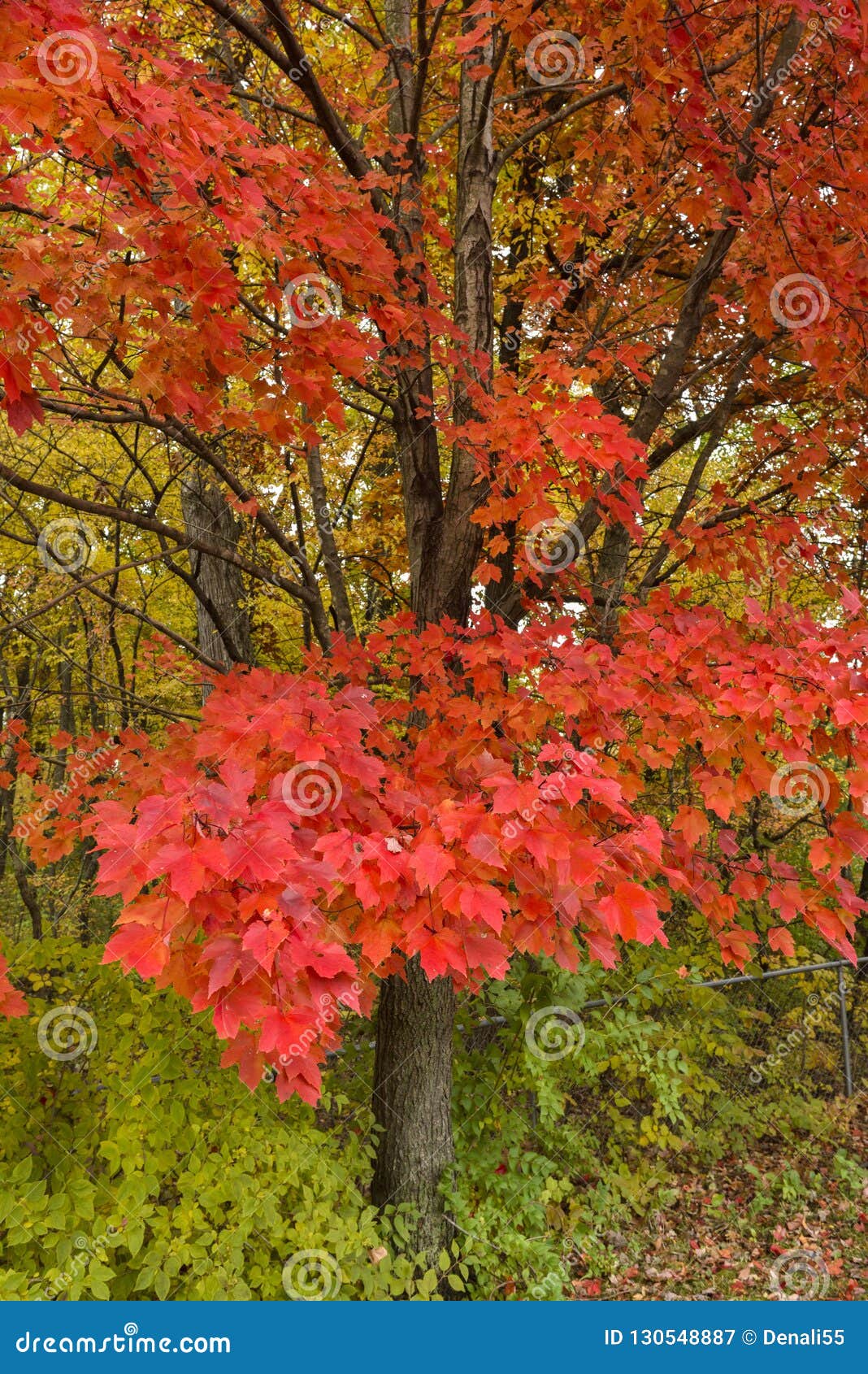 Red maple tree ,autumn. stock image. Image of outdoor - 130548887