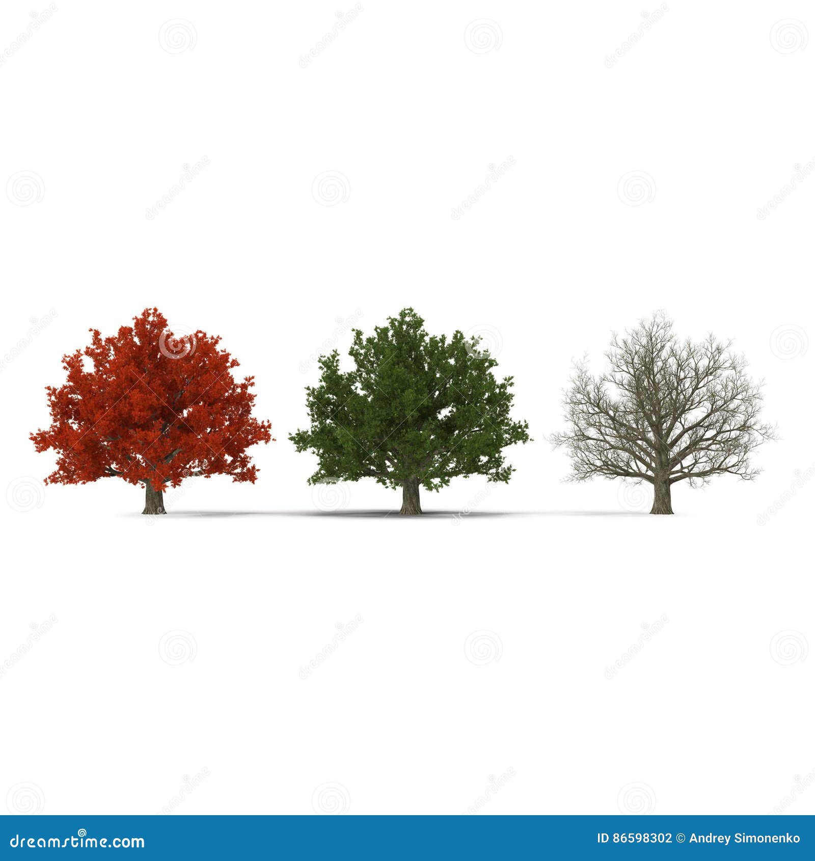 Red Maple Tree Autumn, Summer, Winter Isolated on White Background. 3D ...