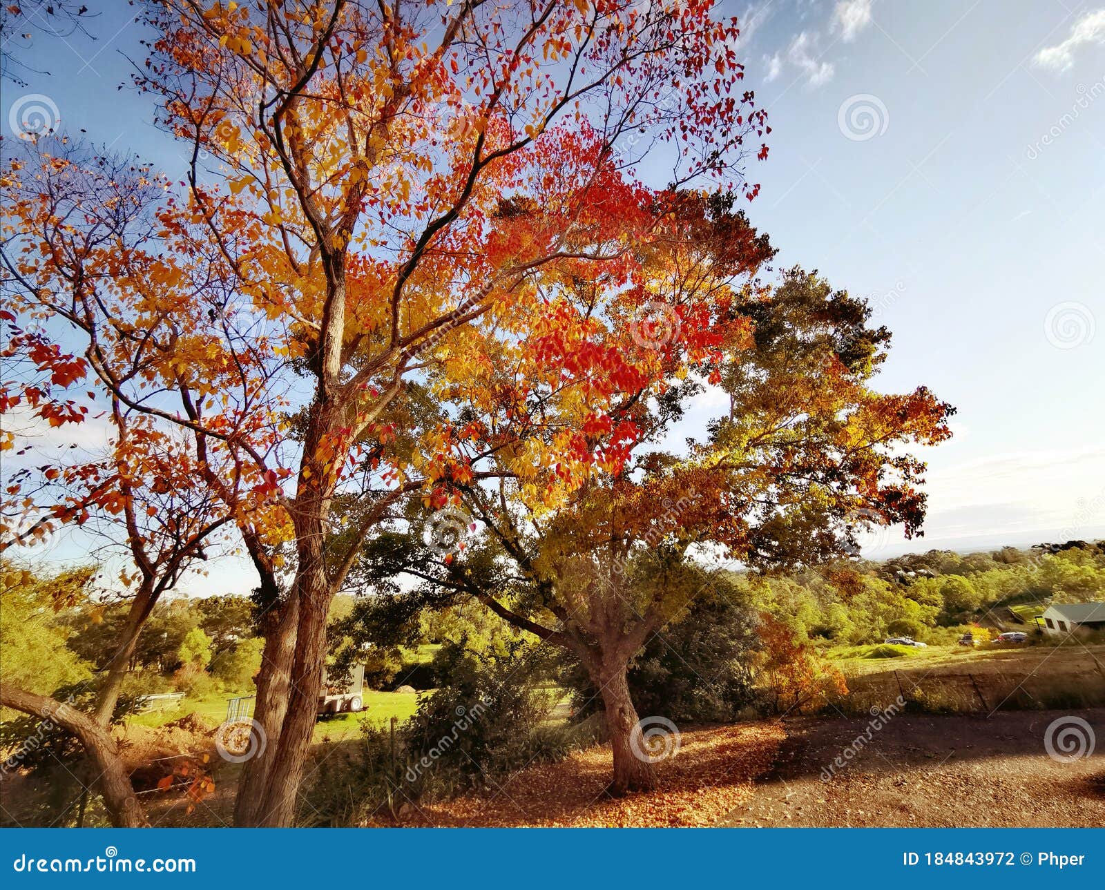 Red Maple Tree in Autumn, Sydney Australia Stock Photo - Image of ...
