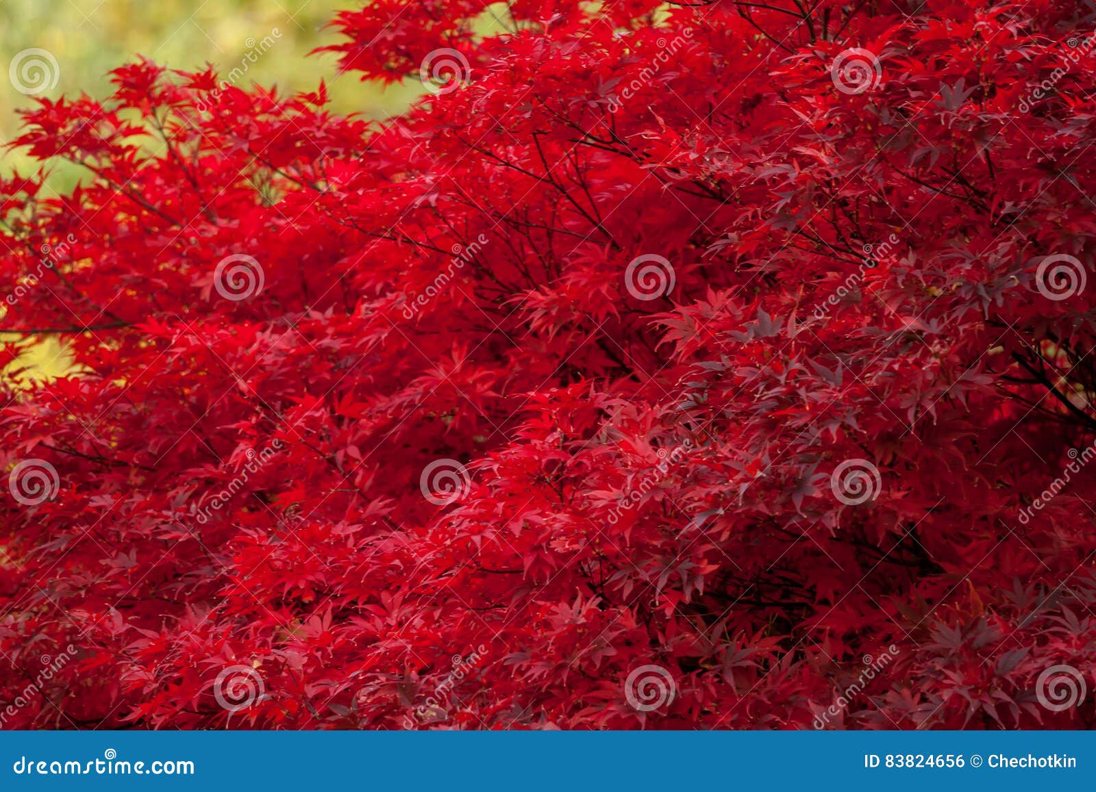 Red maple tree stock photo. Image of space, blurred, small - 83824656