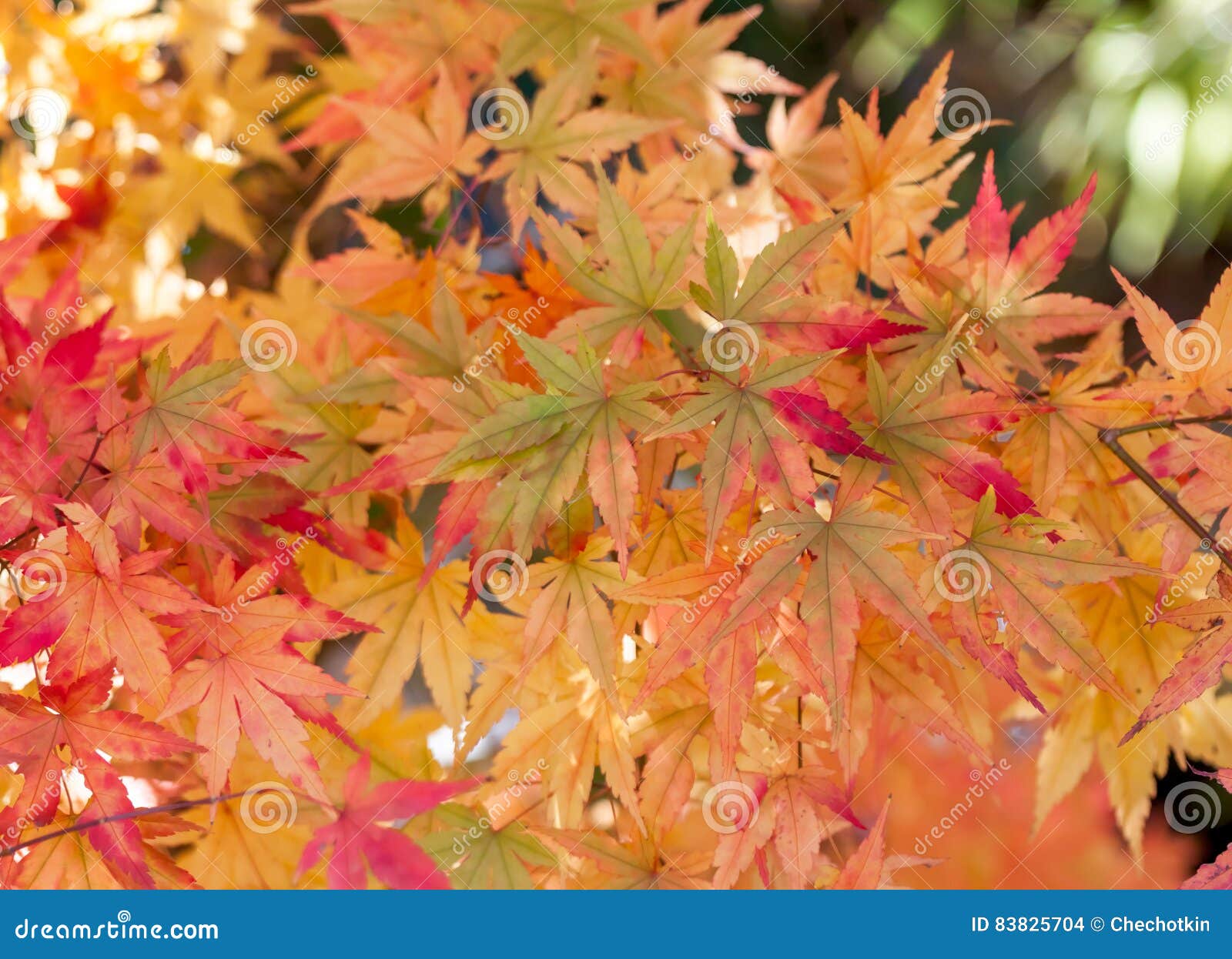 Red maple tree stock photo. Image of background, beautiful - 83825704