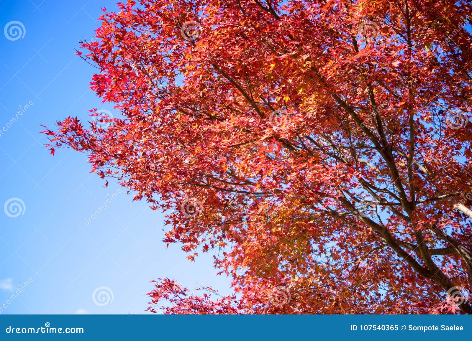 Red Maple Tree with Blue Sky Background Stock Image - Image of nature ...