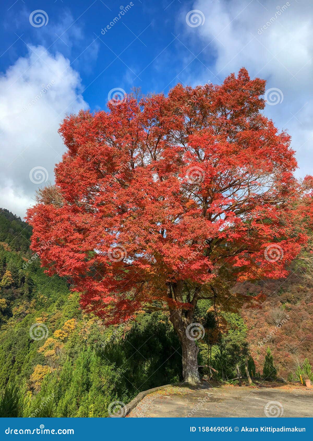 Red Maple Tree on Blue Sky with Cloud Background Stock Photo - Image of ...