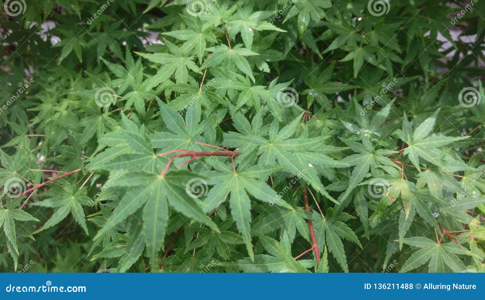 Red Maple Tree Branches Reaching Stock Photo - Image of branches, maple ...