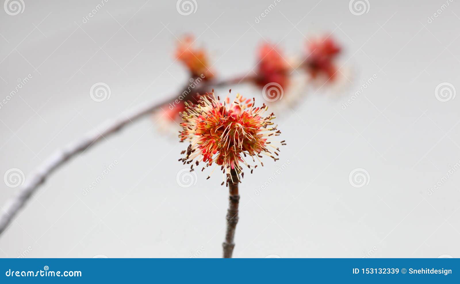 Red Maple Tree Budding in the Early Spring Stock Image - Image of ...